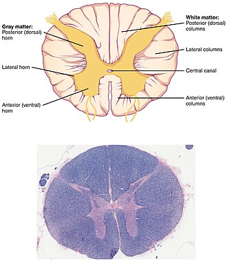 cord pathology